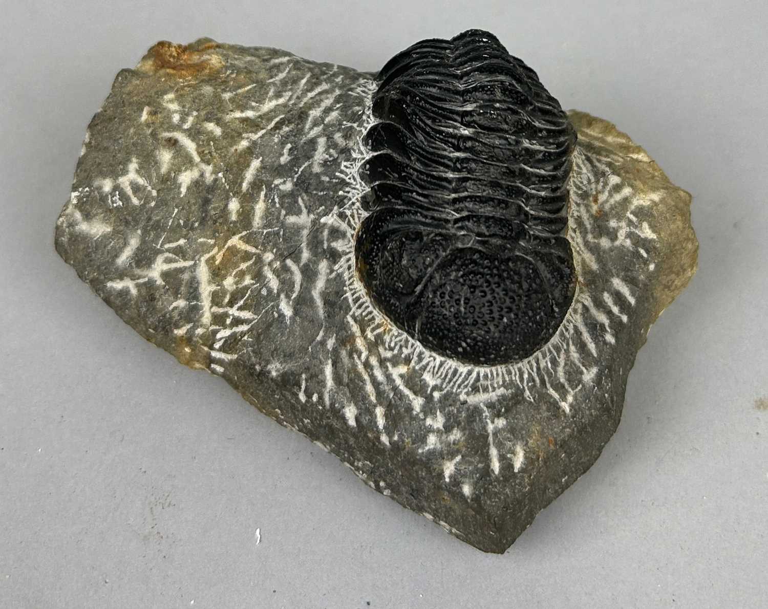 Lot 531 - A TRILOBITE FOSSIL, A very well-preserved