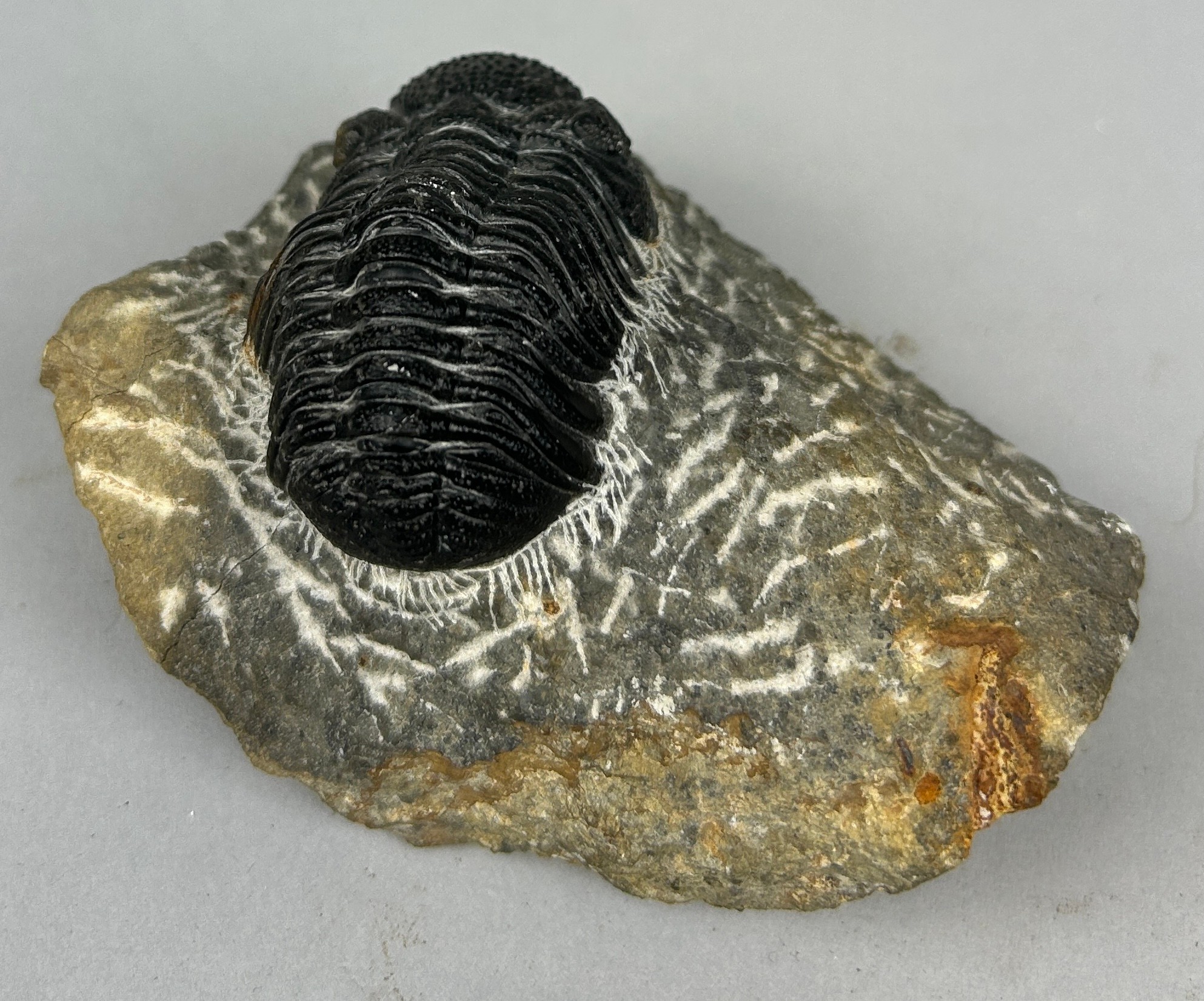 Lot 531 - A TRILOBITE FOSSIL, A very well-preserved