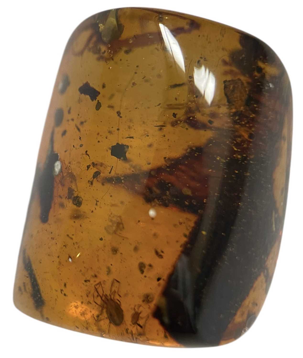 Lot 441 - PARASITIC TICK AND SPIDER FOSSIL IN DINOSAUR