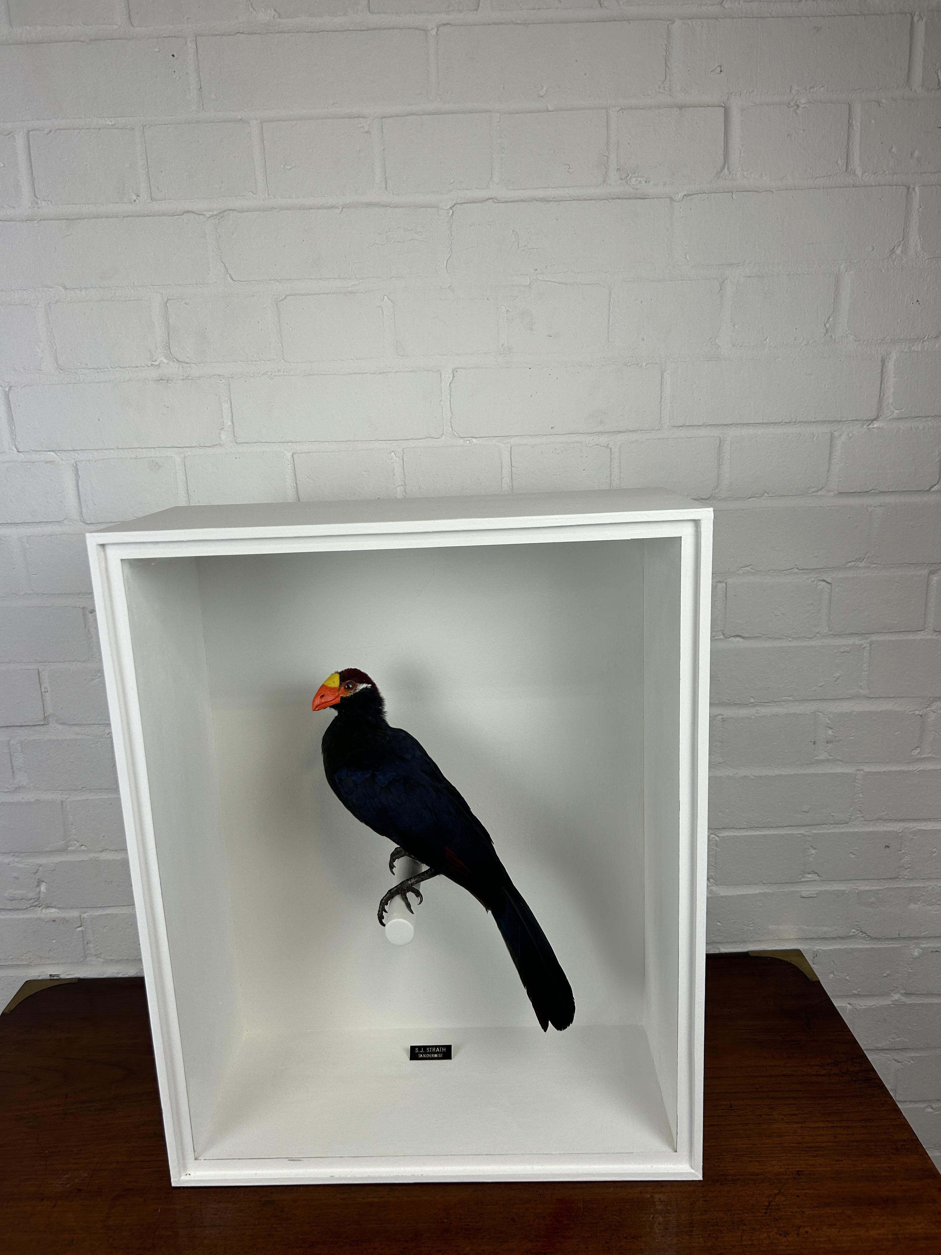 Lot 714 - TAXIDERMY VIOLET TURACO (TAURACO VIOLACEUS)