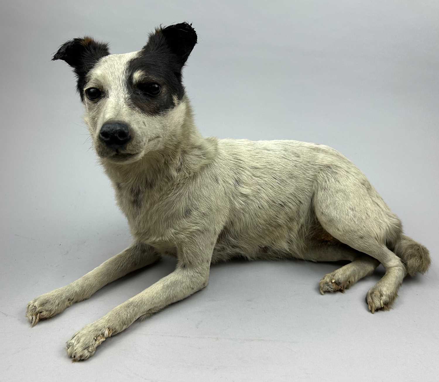 Lot 20 - A VICTORIAN TAXIDERMY JACK RUSSELL (Canis
