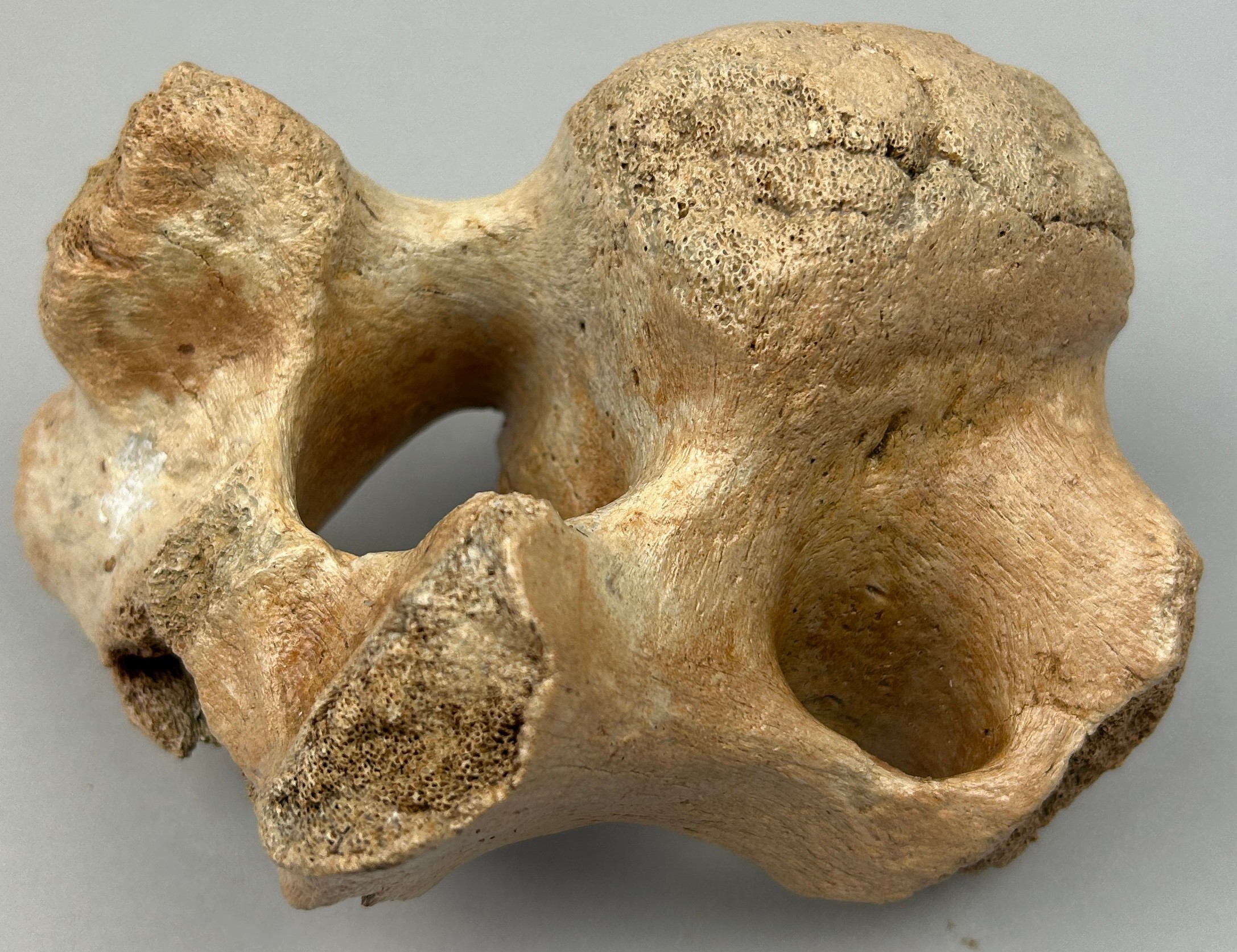 Lot 13 - A FOSSILISED EXTINCT WOOLY RHINO VERTEBRA,