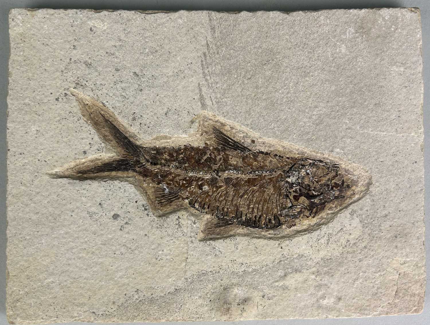 Lot 296 - A FISH FOSSIL FROM WYOMING, A very well